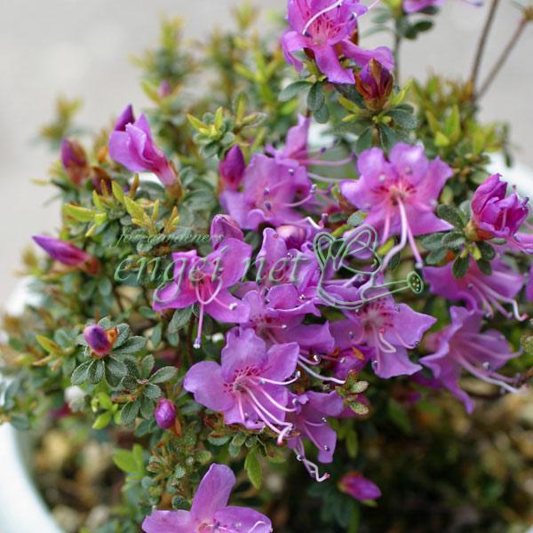 花径1cmに満たない愛らしい花を咲かせるつつじ。九州・雲仙地域に昔からある米つつじのうち、花色が濃く出たものを選抜・増殖したものです。野生の米つつじは白っぽい花色ですが、この品種は濃紫色です。ミニ盆栽づくり、鉢植えにおすすめです。※詳しい商...