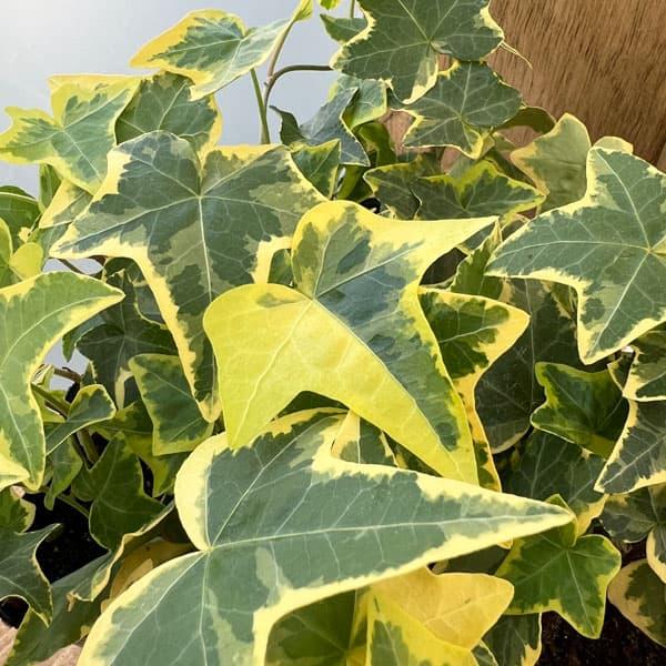 ゴールデンチャイルドは黄斑入りのアイビーの代表品種。丈夫で伸びが速いのでいろいろな使い方ができます。 鉢植え、ハンギング、寄せ植え、トピアリー、グランドカバーにも利用できます。※詳しい商品説明は下のほうに記載があります