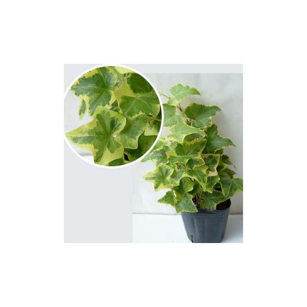 ★入荷から日数が経ったためセール価格となりました。商品の状態は画像と異なる場合があります。★ゴールデンチャイルドは黄斑入りのアイビーの代表品種。丈夫で伸びが速いのでいろいろな使い方ができます。 鉢植え、ハンギング、寄せ植え、トピアリー、グラ...