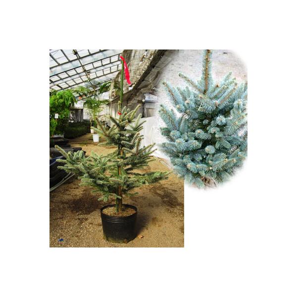 プンゲンストウヒの仲間で、大人気のホプシーを少し小型にしたような雰囲気のシルバーリーフです。枝先がやや上向きに伸び、ほぼ円錐形の樹形となります。樹高は約3〜4.5mと小型です。シンボルツリーとしておすすめで、コンパクトなので狭い庭やコンテナ...