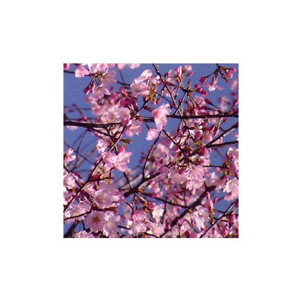 別名「大山桜（オオヤマザクラ）」。中部、関東地方の山地や東北、北海道の山地、平地に自生している桜で北海道に多いことから「蝦夷山桜」とも呼ばれます。花や葉はヤマザクラに比べ大きくて花弁の色が濃く、雪や寒さに強いです。成木の葉裏面が白色を帯びる...