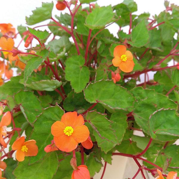 サザーランディはオレンジ色の花が多数垂れ下がって咲くベゴニアです。花付きがたいへんによく、明るい色の花が鈴なりになる姿が可憐です。冬は休眠し、地中の球根が肥大しますが、春になるとまた生育を始めます。管理方法は他の球根ベゴニアと同じです。※詳...
