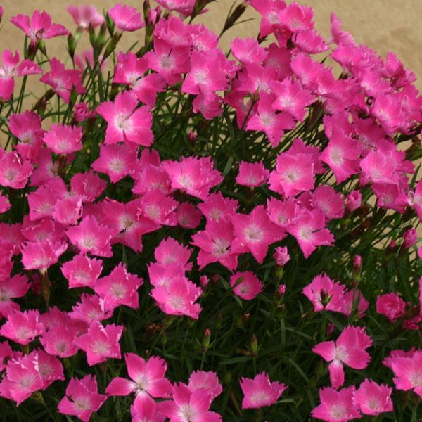 矮性四季咲き品種で芳香性。香りは冷涼時期に甘く優しい香りが強いが高温期には弱い、又はありません。最大の特徴は生育の早さと丈夫さで、一般種は夏に生育を休みますが、「かほり」は蒸れることなく生育します。耐寒・耐暑・耐雨・耐病性を兼ね備えた強健な...