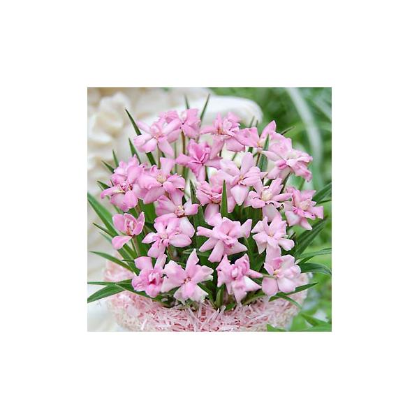 珍しい八重咲き品種のアッツ桜、桃色のタイプです。春植えの珍種球根の中でも人気の品種で、星型の花が次々に咲きます。密植するとさらに愛らしさが引き立ちます。鉢植え、庭植え、ロックガーデンなどにも最適な花です。※詳しい商品説明は下のほうに記載があります