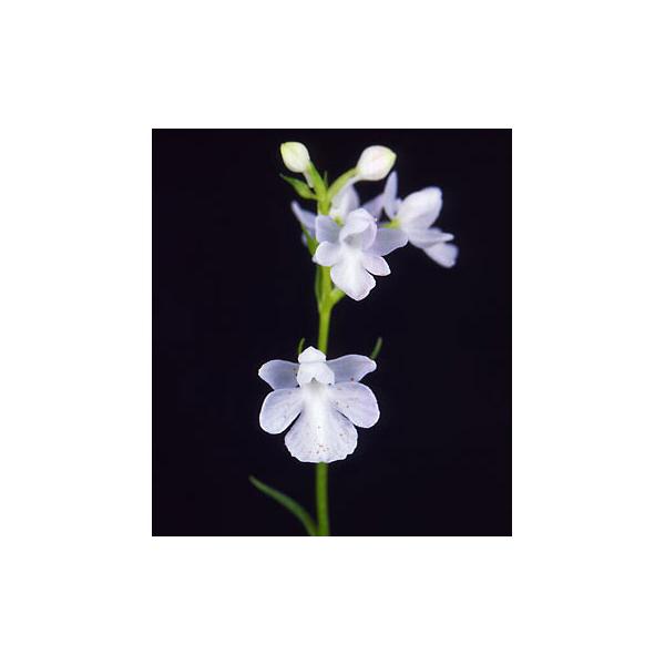 ★入荷から日数が経ったためセール価格となりました。商品の状態は画像と異なる場合があります。★関東から九州の山地に多く見られ、日陰の岩壁に生えるラン科の多年草。茎は高さ10〜15cm。3〜4月に植えてから120日位で大輪系の色彩鮮やかな開花が...