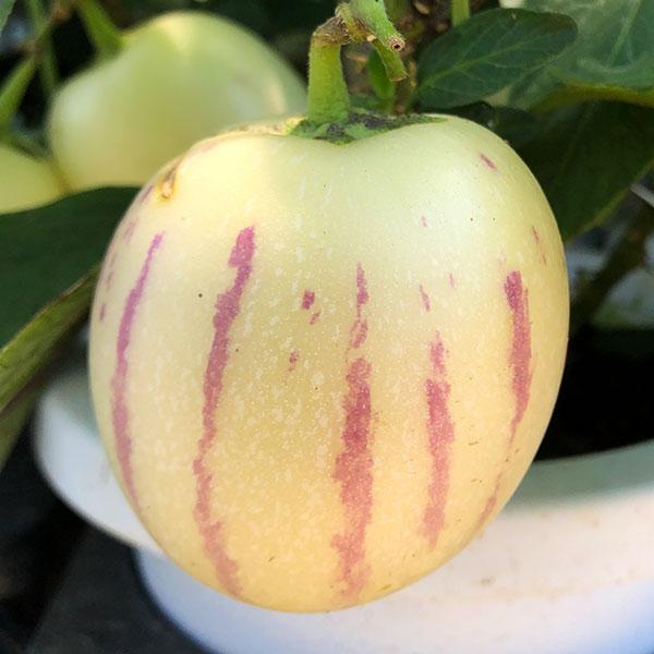 ペピーノはそのまま食べられるトロピカルフルーツ。メロンや洋梨に似た味がする、珍しい果物（デザート野菜）です。アンデス原産のつる性植物で、草丈は1m前後まで伸び、1個80gほどの実を次々と実らせます。メロンと洋ナシを混ぜたような風味と、滑らか...