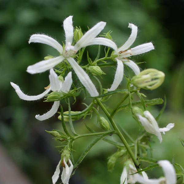 ホタルの飛び交う頃に花をつける、子供がホタルを袋状の中へ入れ光らせて遊んだことなどからホタルブクロの名前がついたと言われています。※詳しい商品説明は下のほうに記載があります