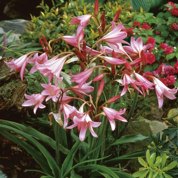 クリナムは世界の熱帯から亜熱帯に約160種が分布する大型の球根植物です。ひとつの花茎に多数の花をつけるクリナムは、日本の暖地に自生しているハマユウの仲間。暑い夏にもめげず、元気に花を咲かせます。※詳しい商品説明は下のほうに記載があります