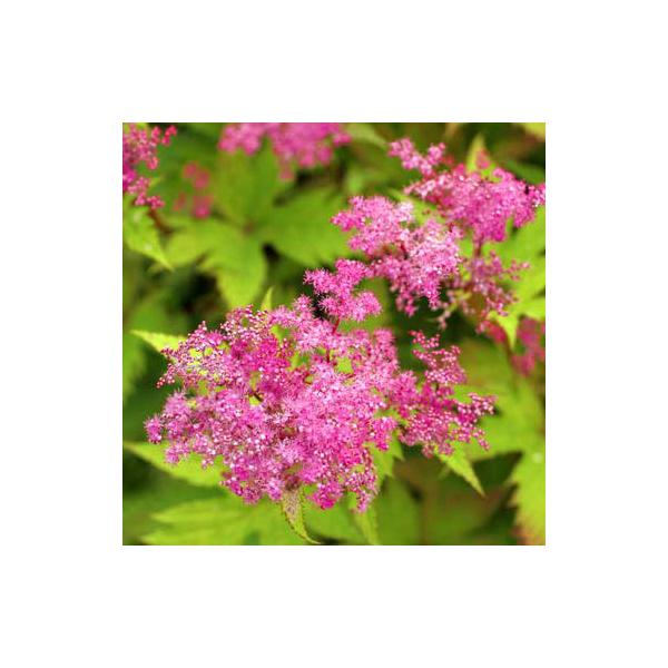 キョウガノコはシモツケソウの近種で、小さな花が集まって夏に咲き、清楚で涼しげな印象。耐寒性が強く、和風庭園の定番の宿根草です。半日陰を好むので、大きな木の根締めに。高性で横に大きく広がり、洋風花壇の後方にも似合います。夏の切花にも重宝します...