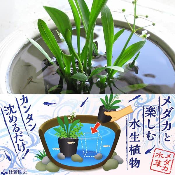 メダカ用水草の人気No.1・抽水植物 ★入荷から日数が経ったためセール価格となりました。商品の状態は画像と異なる場合があります。★メダカ飼育の定番水草・ナガバオモダカ。春先に白く可愛らしい花を咲かせる水草です。水中でも茂るため、メダカと一緒...