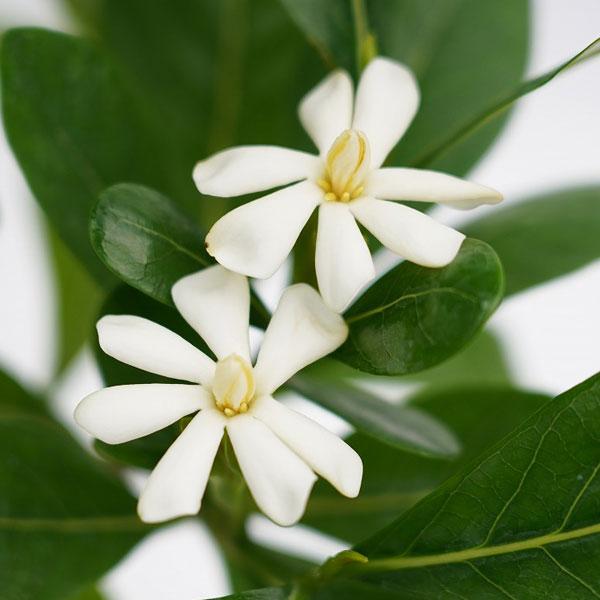 白く香りの良い花を咲かせるクチナシの仲間、常緑低木でタヒチの国花となっている品種です。ハワイでもレイや髪飾りに使われています。まれに花弁は8枚以上の花が咲き、特に珍品とされています。実生苗のため、開花は来年からとなります。※詳しい商品説明は...