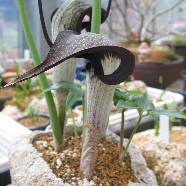 ウラシマソウはユキモチソウやマムシグサと同じテンナンショウの仲間で、南北海道から九州にかけての山林に自生します。独特の仏炎苞の形がおもしろく、山草として愛好されます。春に深く切れ込んだ大きな葉を出し、仏炎苞を立ち上げます。この肉穂花序にひも...