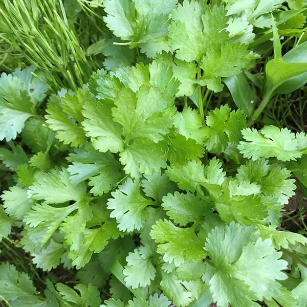 コリアンダーは香菜（シャンツァイ）、コエンドロとも呼ばれ、全草に独特の香りがあります。エスニック料理には欠かせないハーブで、東南アジア、中国からヨーロッパまで、広範囲で利用されています。若葉を料理に入れて利用するほか、熟した種子の香りは、甘...