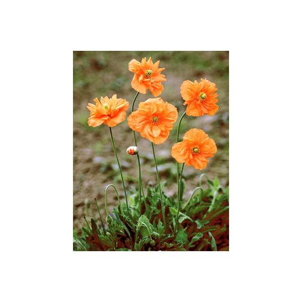 フローレプレノはオリエンタルポピーの仲間で八重咲き種です。羽状複葉の葉が密生し、花茎を伸ばして春に明るいオレンジの花を咲かせます。花径約8cmです。耐寒性はマイナス10度まで。※詳しい商品説明は下のほうに記載があります