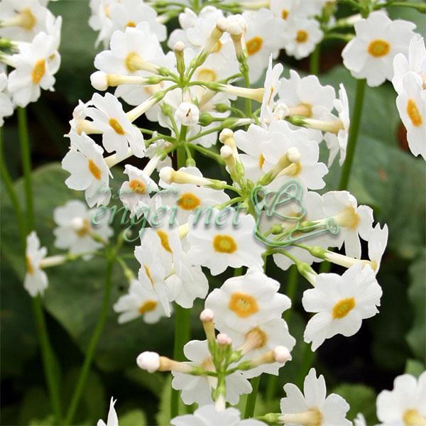 北海道から九州にかけての山麓付近の湿地帯に自生するサクラソウ科の植物で、他のプリムラにはない繊細な面持ちで、群生させると非常に見ごたえがあります。成長と共に花径を高く伸ばして8〜9段に花の輪ができる姿が、寺院の塔の九輪を思わせるところから「...