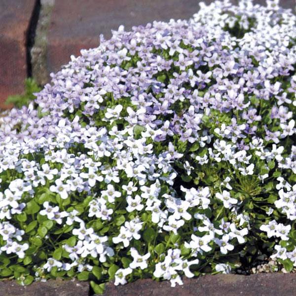 イオノプシジウムは、ポルトガル原産の草花です。「ヒメムラサキハナナ」「バイオレットクレス」とも呼ばれ、こんもりと広がる株から淡紫色の小さな十字の花をたくさん咲かせます。寒さに強くよく咲く、花期が長く育てやすい植物で、冬から春にかけての花壇の...