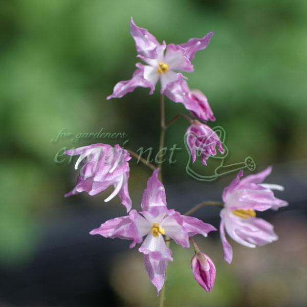 紅紫色の花が美しい銘花です。イカリソウは主に北海道の中部から本州の日本海側に自生する山野草で、船の碇（イカリ）に似た花をつけることからこの名がついています。日向でも日陰でも育てられます。観賞用や薬用として栽培されます。※詳しい商品説明は下の...