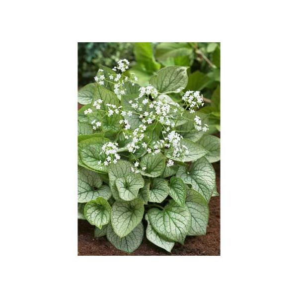 ブルンネラは半日陰から日陰のボーダー花壇に向き、樹木の下草としても利用できる耐寒性宿根草です。ミスターモースは人気品種ジャックフロストに似た大きなシルバーリーフで白花の品種。ジャックフロストとペアで植えるのもおすすめです。※詳しい商品説明は...