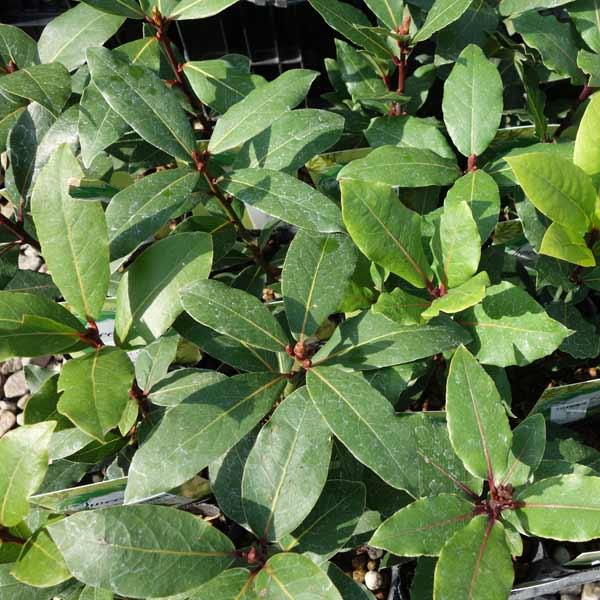 月桂樹はクスノキ科の常緑樹、別名ベイまたはローレルです。強健で、庭植え・鉢植えに適します。強い芳香のある葉を乾燥させてブーケガルニや煮こみ料理のスパイス、ポプリに利用。また、生枝はリースの素材に。部屋に飾ると匂い消しになります。芽吹きがよく...