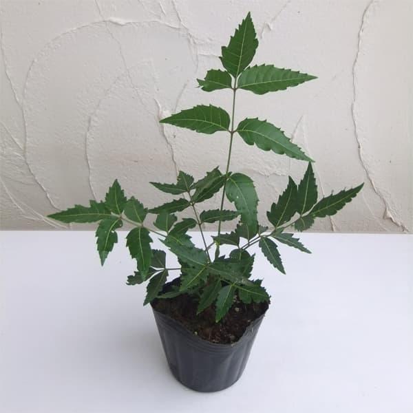 ★入荷から日数が経ったためセール価格となりました。商品の状態は画像と異なる場合があります。★虫よけとして大人気のニームの苗木です。ニームはインド原産のインドセンダンという植物です。この木のアザディラクチンという成分が昆虫の幼虫の脱皮や羽化を...