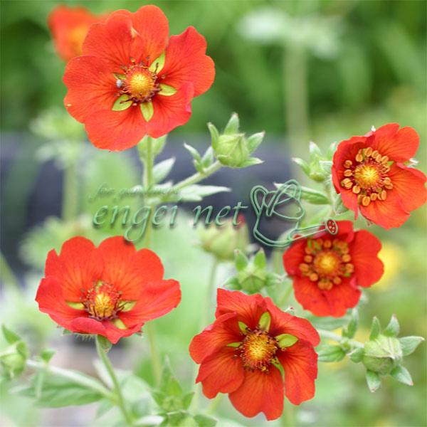 紅花キンバイは、イチゴによく似た葉に、鮮やかな赤の可憐な花を咲かせるポテンティラの仲間。花径3cmほどで、初夏から夏にかけて花を咲かせます。寒さに強くとても育てやすいです。バラ科の多年草です。※詳しい商品説明は下のほうに記載があります