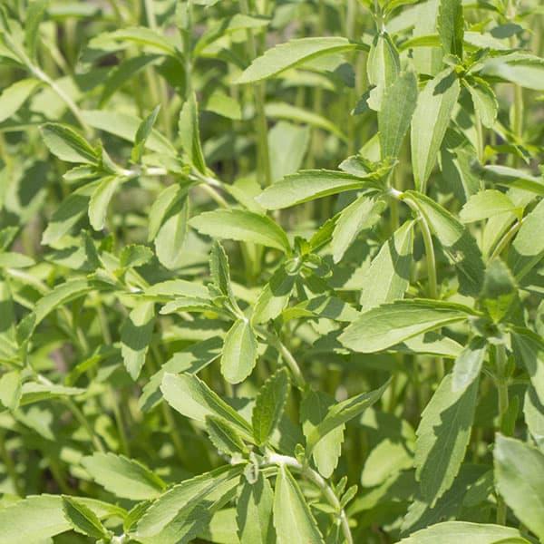 ステビアは南米原産のキク科の多年草。全草が甘く、砂糖の３００倍の甘味をもちながら、カロリーは９０分の１、ということで、低カロリーのダイエット向き甘味料として注目されています。葉をつまんでかむと強い甘味があります。ステビアの葉や茎から抽出した...