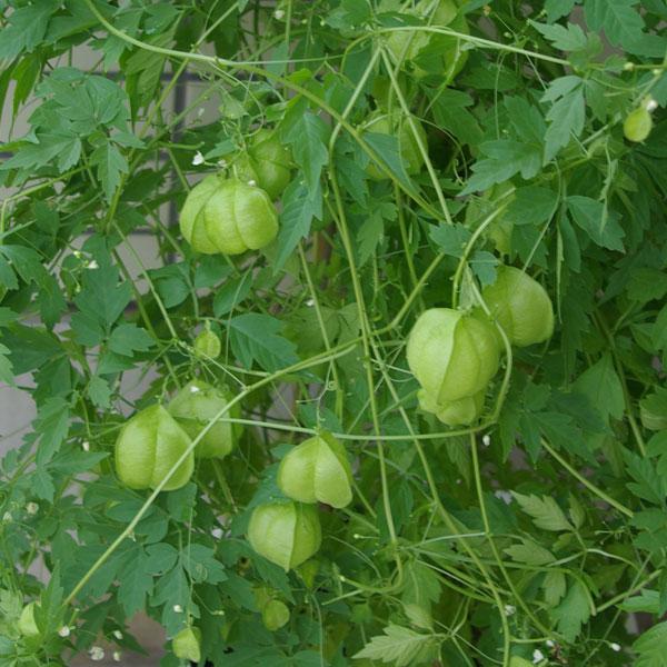 夏から秋にかけて、直径3cmあまりの風船のような果実を多数つけるつる性植物です。果実は初めは緑色をしていて、熟すと茶色になります。その中から取れる種はハートの型がくっきりと浮かび上がっているかわいらしい種です。丈夫で作りやすい植物です。※詳...