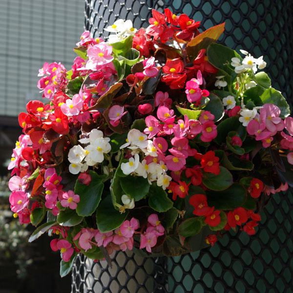 手間いらずで花期が長く、たくさんの花をお楽しみいただけるベゴニア。高温多湿の日本の夏に強く、春から晩秋まで花壇を彩ってくれます。センパフローレンスは丈夫で切れ目なく開花する定番品種。株はコンパクトでよく分枝し、丈夫で長期間楽しむことができま...