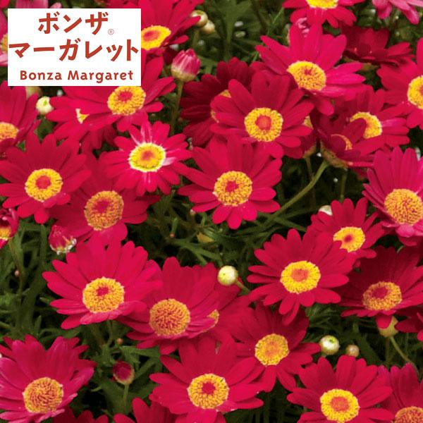 宿根草  「ボンザ」はサントリーフラワーズのブランドです。世界で評価されているマーガレットです。ノーピンチ（剪定なし）でコンパクトにまとまり、花付きバツグンな品種です。チェリーはまばゆい輝きのあるチェリーレッド。株全体が花で覆われるほど、花...