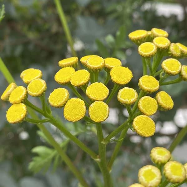 タンジーはキク科の多年草。ヨモギギクとも呼ばれます。黄色のボタンのような小さな丸い花を咲かせます。樟脳のような香りが特徴で、強力な殺菌効果があり、昔から虫除けハーブとして利用されています。ハエよけとしての効果は抜群で、建物の周囲に植えておく...