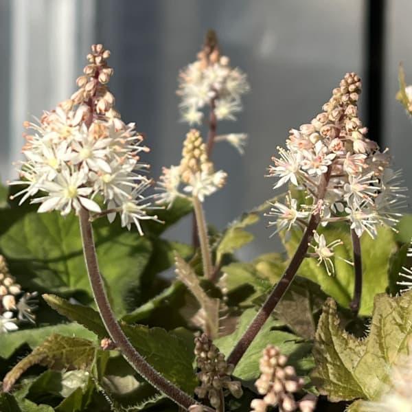 NHK趣味の園芸25年10月号掲載 ティアレラは北米と東アジアに分布するユキノシタ科の多年草です。日陰で湿った場所を好みます。ウィリーは淡いピンクの小花が美しい品種。シェードガーデンには欠かせない、魅惑のアイテムプランツです。花壇、鉢植え、...