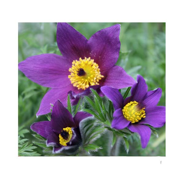 ★入荷から日数が経ったためセール価格となりました。商品の状態は画像と異なる場合があります。★オキナグサの園芸品種。全草が白い和毛に包まれて優しい草姿です。明るく上向きに咲く可愛らしい花は春の暖かさを絵にしたような風情を醸し出し、多くの人から...