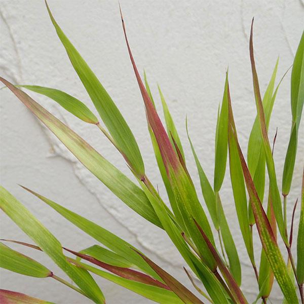 オーナメンタルグラスとして人気の風知草。こんもりとした株姿で、密生する葉が風にさらさらとなる風趣豊かな多年草です。葉の付け根がくびれ、葉の裏が表に見えるので、別名ウラハグサと呼ばれます。半日陰でも大丈夫で、明るい葉色が印象的です。夏に涼しげ...