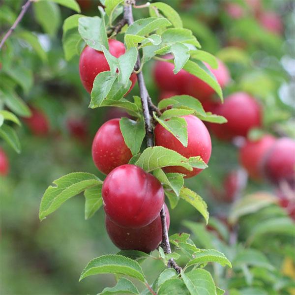 葉色・花・実と楽しみの多いスモモです。ハリウッドは紅葉スモモを小型にした感じで、赤紫色の葉が美しい品種です。濃紅色の新芽が美しく、春に咲く小さな淡いピンクの花も可憐です。葉は成長するにつれ緑色がかった色合いになりますが、8月頃までは美しい葉...