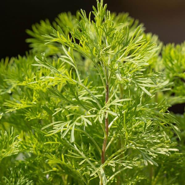 ガーデニングの敵、蚊に効果的です。 地中海沿岸・小アジア原産のキク科のアルテミシア属で、学名はArtemisia abrotanum。虫除けのハーブとして有名なワームウッドの1種、サザンウッドです。非常に育てやすいハーブで、オーストラリアで...