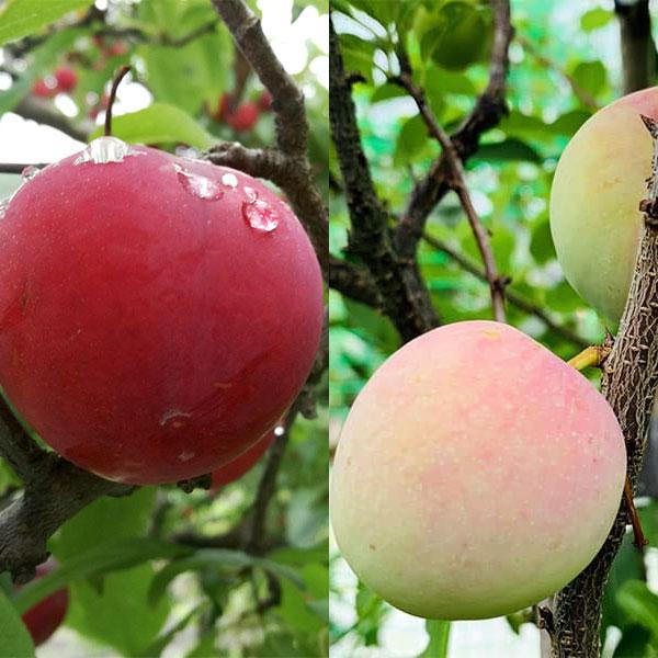 スモモは酸っぱいイメージですが、それは市販の果実が未熟なうちに収穫されているため。家庭で完熟させると、とても甘くてジューシーなフルーツです。桃よりも耐寒性が強く、北海道から九州まで栽培可能。土壌親和性も強く、栽培しやすい果樹です。※詳しい商...