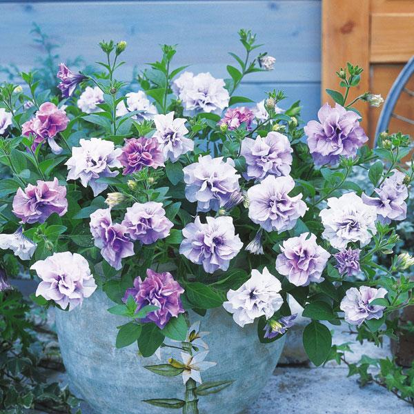 ラベンダーは涼しげな淡いラベンダー色。低温期は花弁の青みが増し、やや縞が入ります。八重咲きペチュニアの最高峰！環境条件に左右されにくい安定した華麗な八重咲き種。※詳しい商品説明は下のほうに記載があります