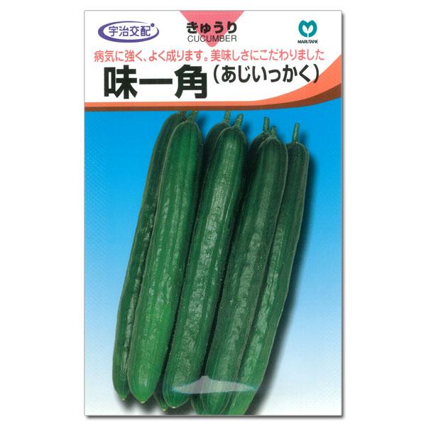 種　タネ　病気に強く、よく成ります。美味しさにこだわりました！果実は20〜22cm程度で光沢のある濃緑色です。食感は、歯ざわりが良く、甘みのある極上の食味です。草勢が強く、初期から着果の良いタイプです。葉は濃緑でやや小葉です。うどん粉病に強...