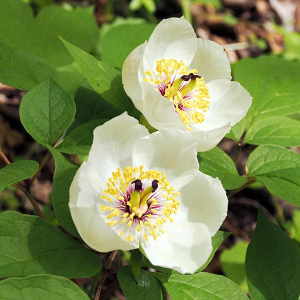 山地に生育する多年草で、4月頃に直径4〜5cmで白色の美しい花を1個上向きに咲かせます。花の形が芍薬に似ていることからヤマシャクヤクと呼ばれます。和の庭におすすめの清楚な山野草です。※詳しい商品説明は下のほうに記載があります
