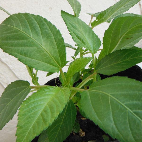 モロヘイヤはエジプトからやってきた栄養価が非常に高い葉野菜。モロヘイヤとはアラビア語で、「王様の野菜」という意味で、カルシウム、ビタミンが豊富です。葉を摘み取り、湯通ししてサラダや天ぷら、刻んで炒め物やスープなどに最適のねばねば野菜です。ぬ...