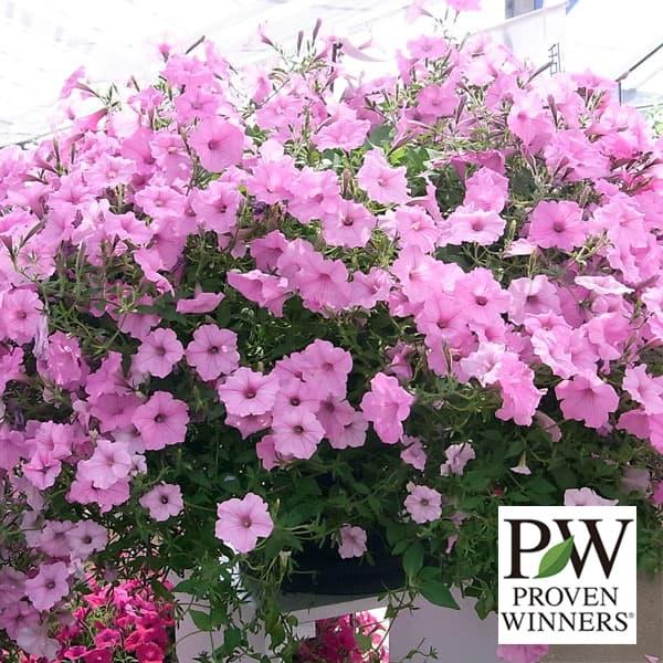 ★入荷から日数が経ったためセール価格となりました。商品の状態は画像と異なる場合があります。★スーパーチュニア・ビスタはPW独自の種間交雑により、栄養系ペチュニアの中でも特に強健なシリーズ。年々厳しくなる夏の気候環境下でも、長くお楽しみいただ...