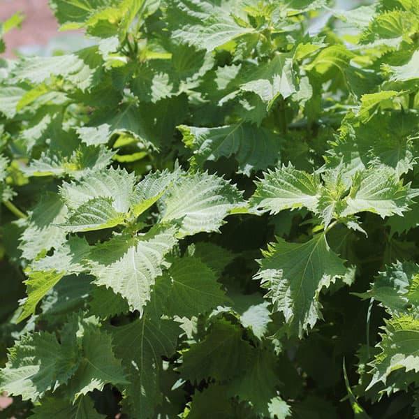 アオジソは夏の定番薬味野菜！ビタミン、ミネラルいっぱいの大葉。香り豊かな多収種です。葉はやわらかく、花穂も漬けものなどに広く利用されます。生育旺盛で家庭菜園に適します。プランターでも栽培できます。増える葉を摘み取りながら育てれば長く収穫でき...