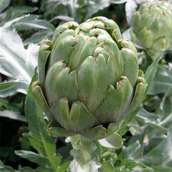 イタリア料理などで人気のアーティチョーク。巨大な桃紫色、筒状の花は6〜10cm位の大きさとなり、銀緑色の葉とよく調和し、観賞用としても大変人気があります。花が咲く直前のつぼみを収穫し、ゆでて食用にします。葉や根もビタミンが豊富で、乾燥させて...