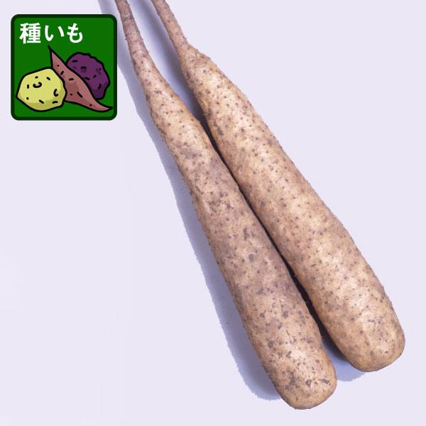 青森県南部地方の在来種「ずんぐりいも」から選抜した品種です。従来の長イモに比べ長さが短かく、とっくり型で尻が平たいのが特徴です。皮色はやや濃く、ネバリもやや強いナガイモです。収穫は従来品種より容易で家庭菜園向きです。※詳しい商品説明は下のほ...
