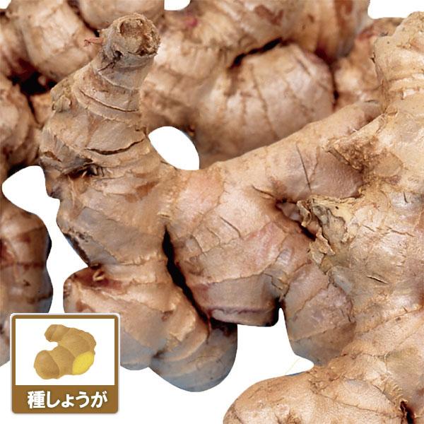 家庭菜園で手軽に作れる強健な野菜、さわやかな香りと清涼感のある辛味が特徴のショウガです。魚や肉の臭み消し、めん類や豆腐の薬味として日本人に最もなじみの深い香辛料です。※詳しい商品説明は下のほうに記載があります