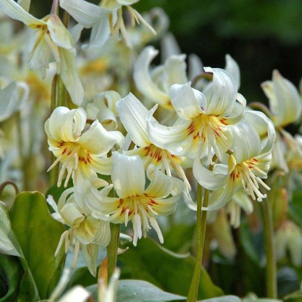 西洋カタクリ（エリスロニューム）はユリ科の多年草。すずらんのような葉に、黄色の直径4〜5cmの花を下向きに咲かせます。ホワイトビューティーはカタクリの海外種で人気の高い白花種です。西洋カタクリは日本カタクリに比べ性質も強く育てやすいのが特徴...