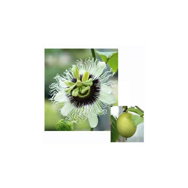 パッションフルーツとして実を食用にするトケイソウの仲間で、黄実品種です。花も美しく観賞用を兼ねることができます。花は4月〜6月と9月〜10月の2回咲き、開花後1.5〜2ヶ月で実が熟します。果実は熟すと黄色く色づきます。自然落果、又は軽く持ち...