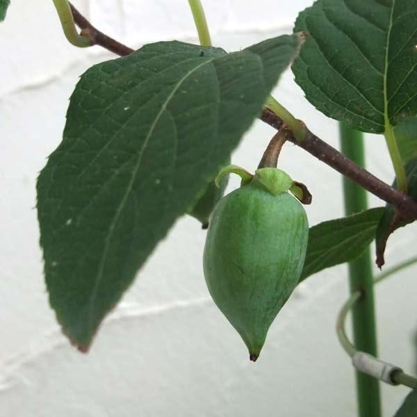 マタタビは果物のキウイと同じマタタビ科のつる性植物。その香りは猫の大好物です。雌木になる若い果実は生食すると長旅に疲れた人がまた旅に出るほど元気が出るといわれます。また、塩漬けは酒のつまみとして楽しまれ、漢方では強壮剤としても有名です。果実...