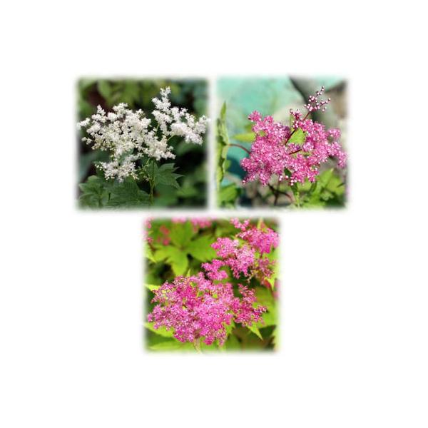 キョウガノアコはシモツケソウの近種で、小さな花が集まって夏に咲き、清楚で涼しげな印象。耐寒性が強く、和風庭園の定番の宿根草です。半日陰を好むので、大きな木の根締めに。高性で横に大きく広がり、洋風花壇の後方にも似合います。夏の切花にも重宝しま...