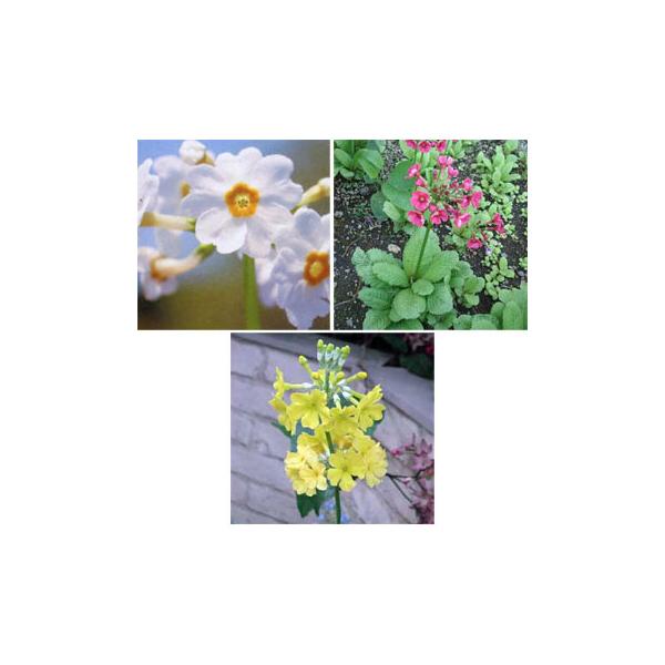 クリンソウは北海道から九州にかけての山麓付近の湿地帯に自生するサクラソウ科の植物で、他のプリムラにはない繊細な面持ちで、群生させると非常に見ごたえがあります。※詳しい商品説明は下のほうに記載があります